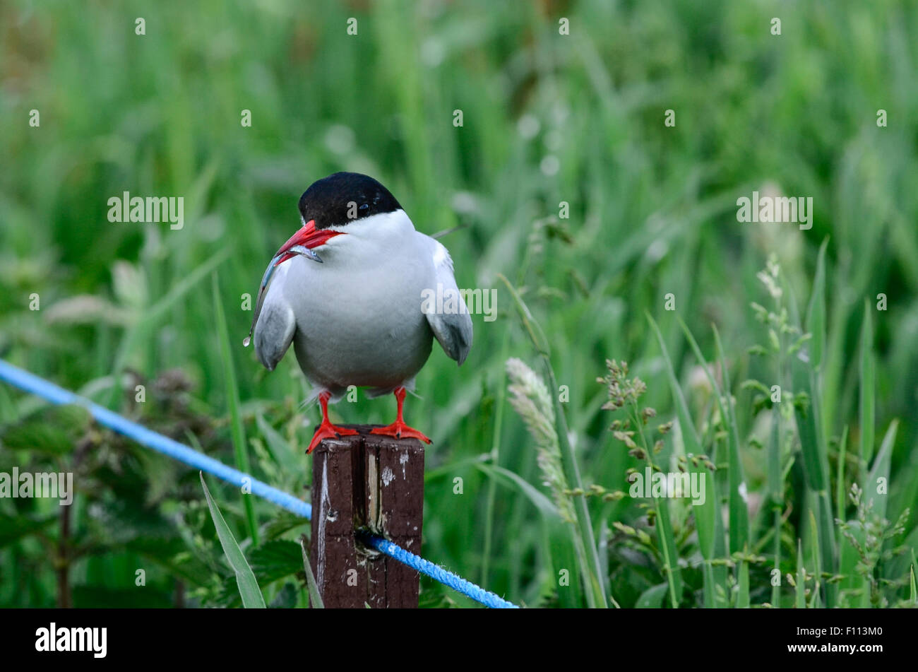 tern, bird, arctic, common,nature, wildlife, animal, sterna, white ...
