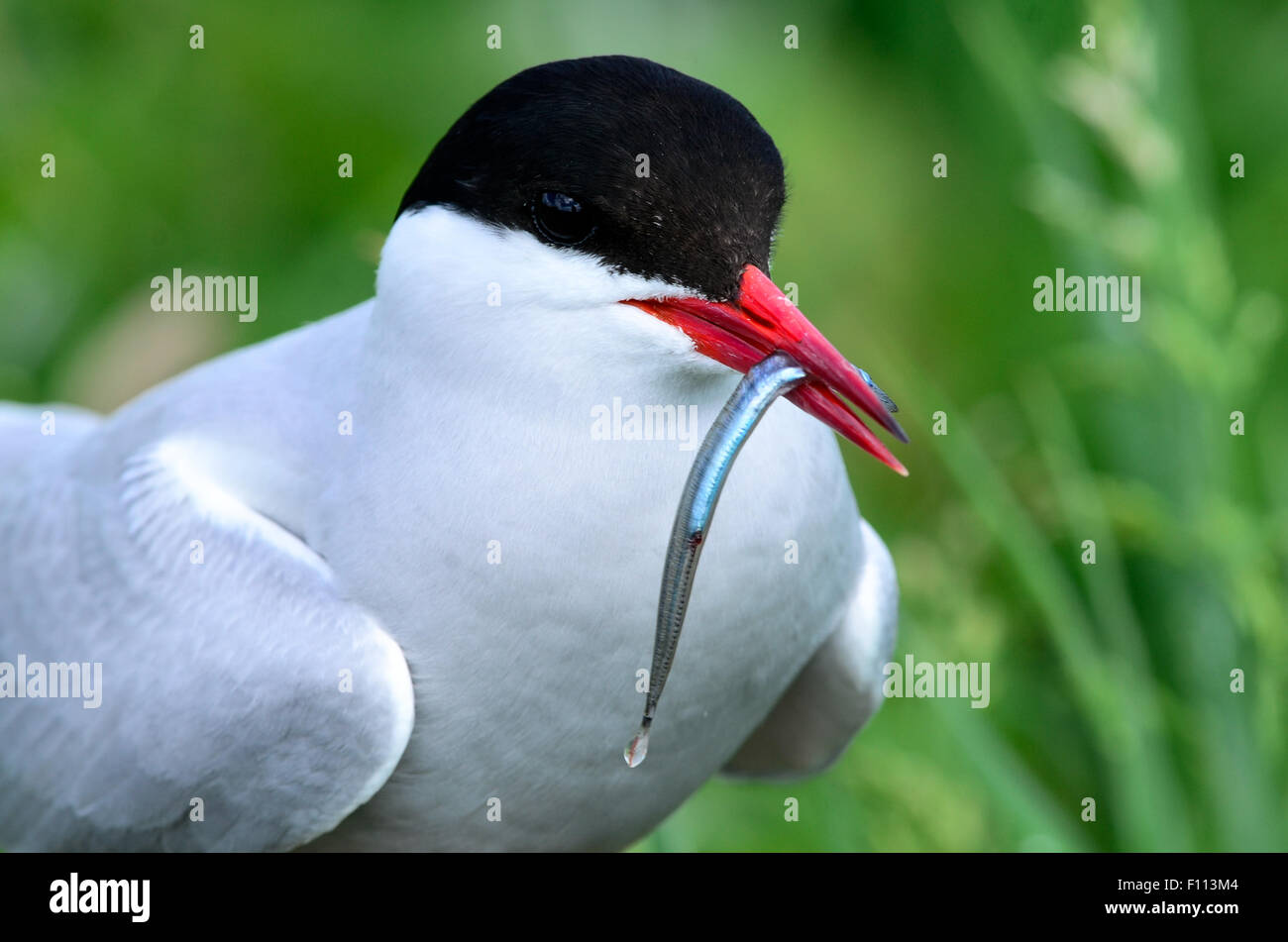 tern, bird, arctic, common,nature, wildlife, animal, sterna, white ...