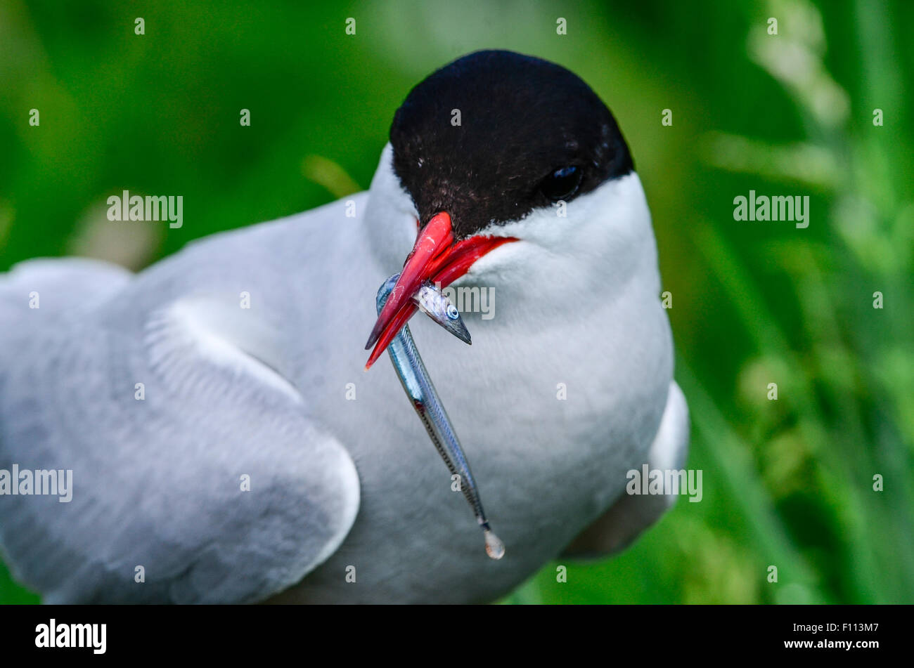 tern, bird, arctic, common,nature, wildlife, animal, sterna, white ...