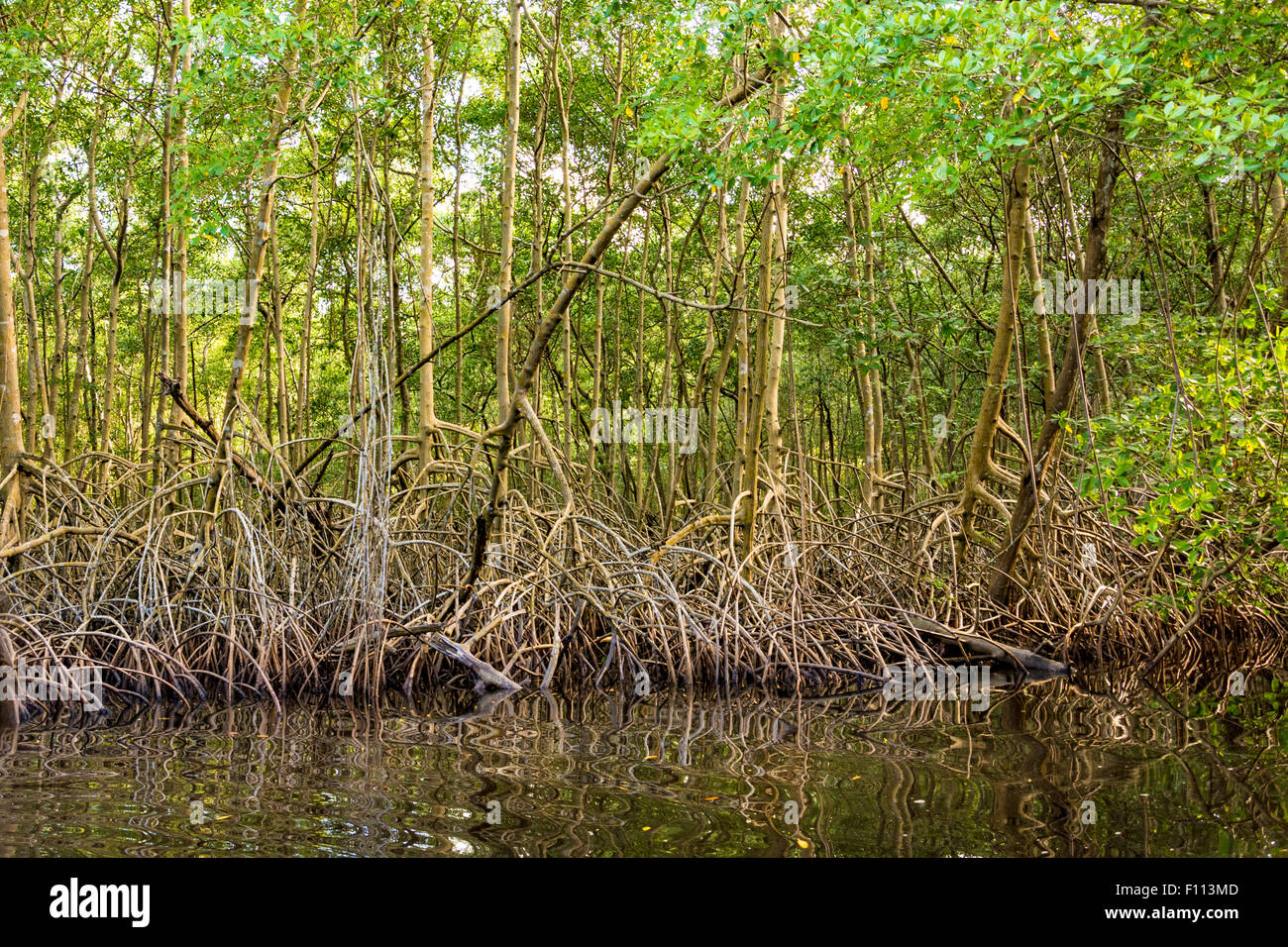 The Caroni Swamp is a designated wildlife sanctuary located at the ...