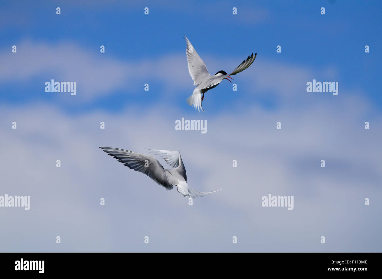 tern, bird, arctic, common, nature, wildlife, animal, sterna, white ...