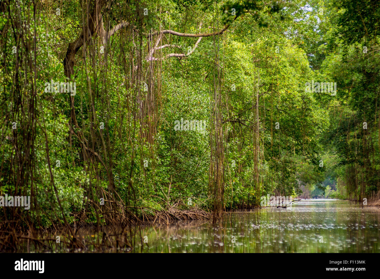The Caroni Swamp is a designated wildlife sanctuary located at the ...