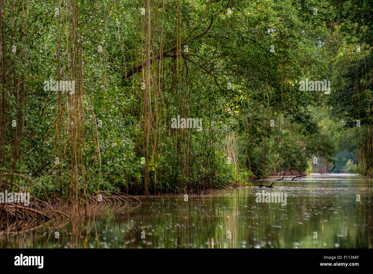 The Caroni Swamp is a designated wildlife sanctuary located at the ...