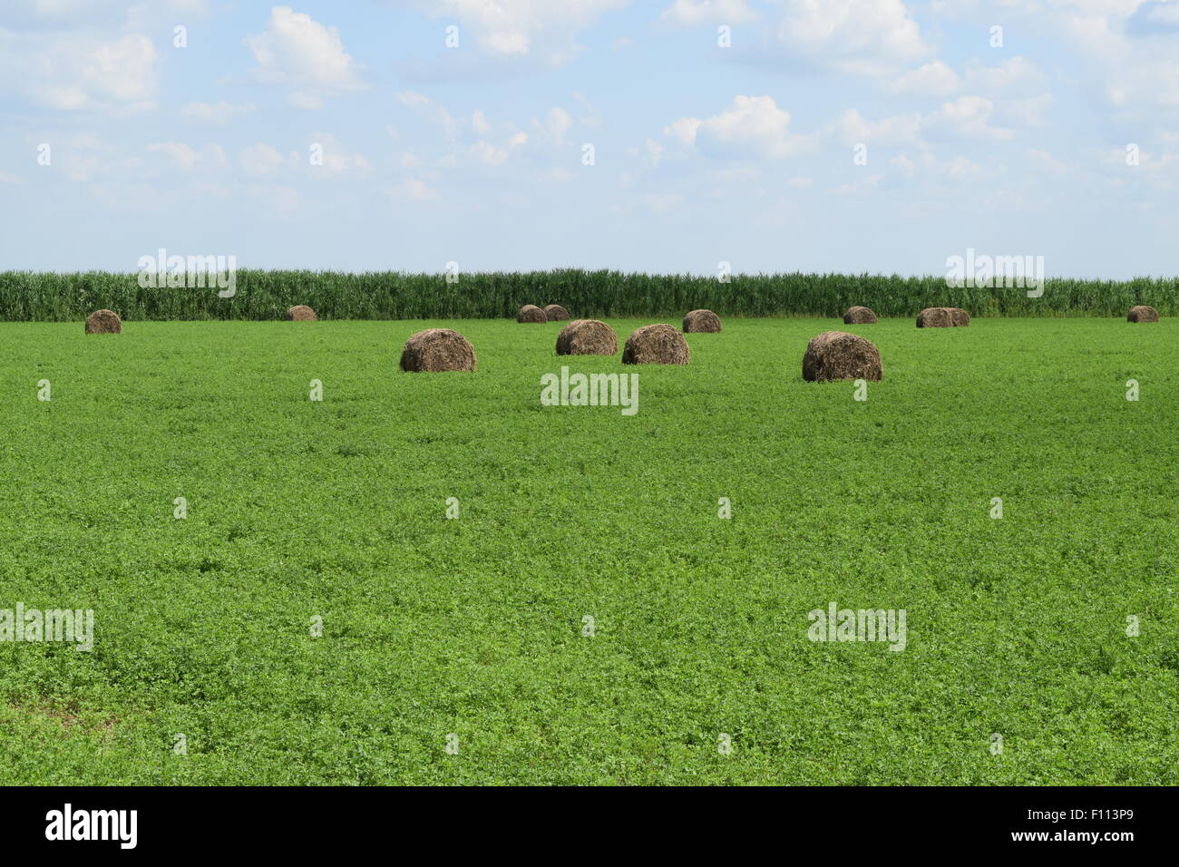 The Haystacks in the field. Summer haymaking Stock Photo - Alamy