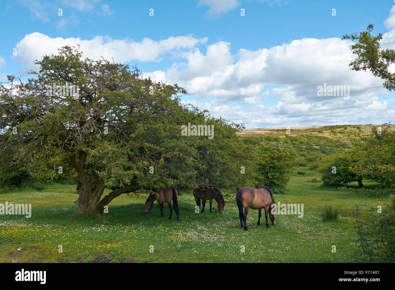 Wild Exmoor Ponies - image taken near to Spire Cross, Exmoor, England ...