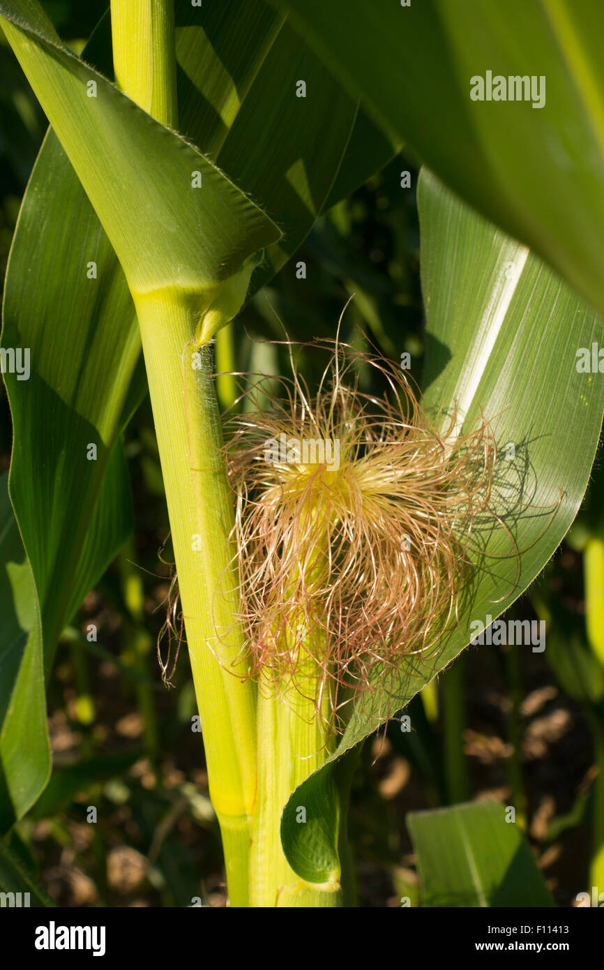 corn fields side of road in Lancaster PA Stock Photo - Alamy