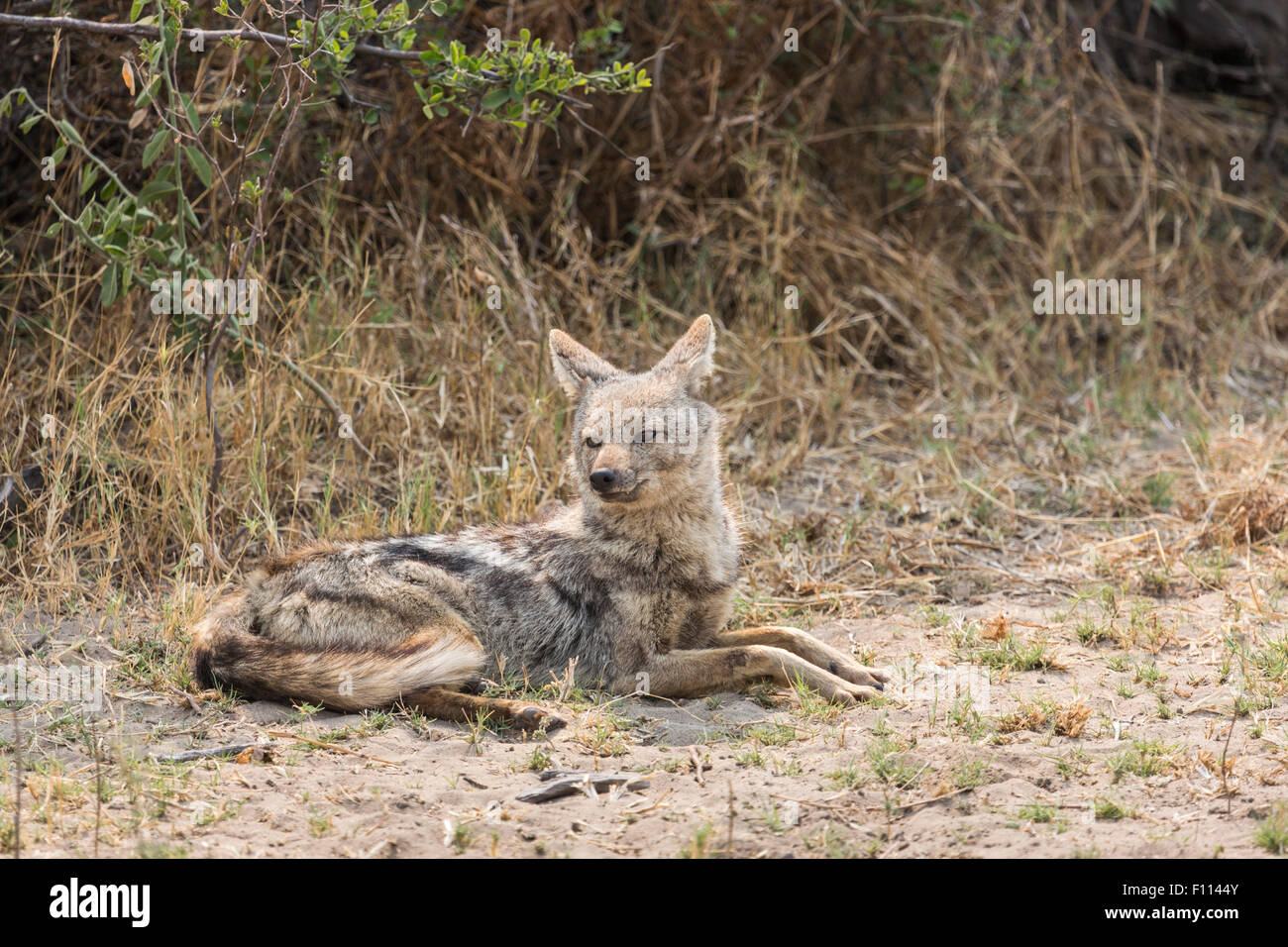 Side-striped jackal, Canis adustus, adult peacefully lying down resting ...