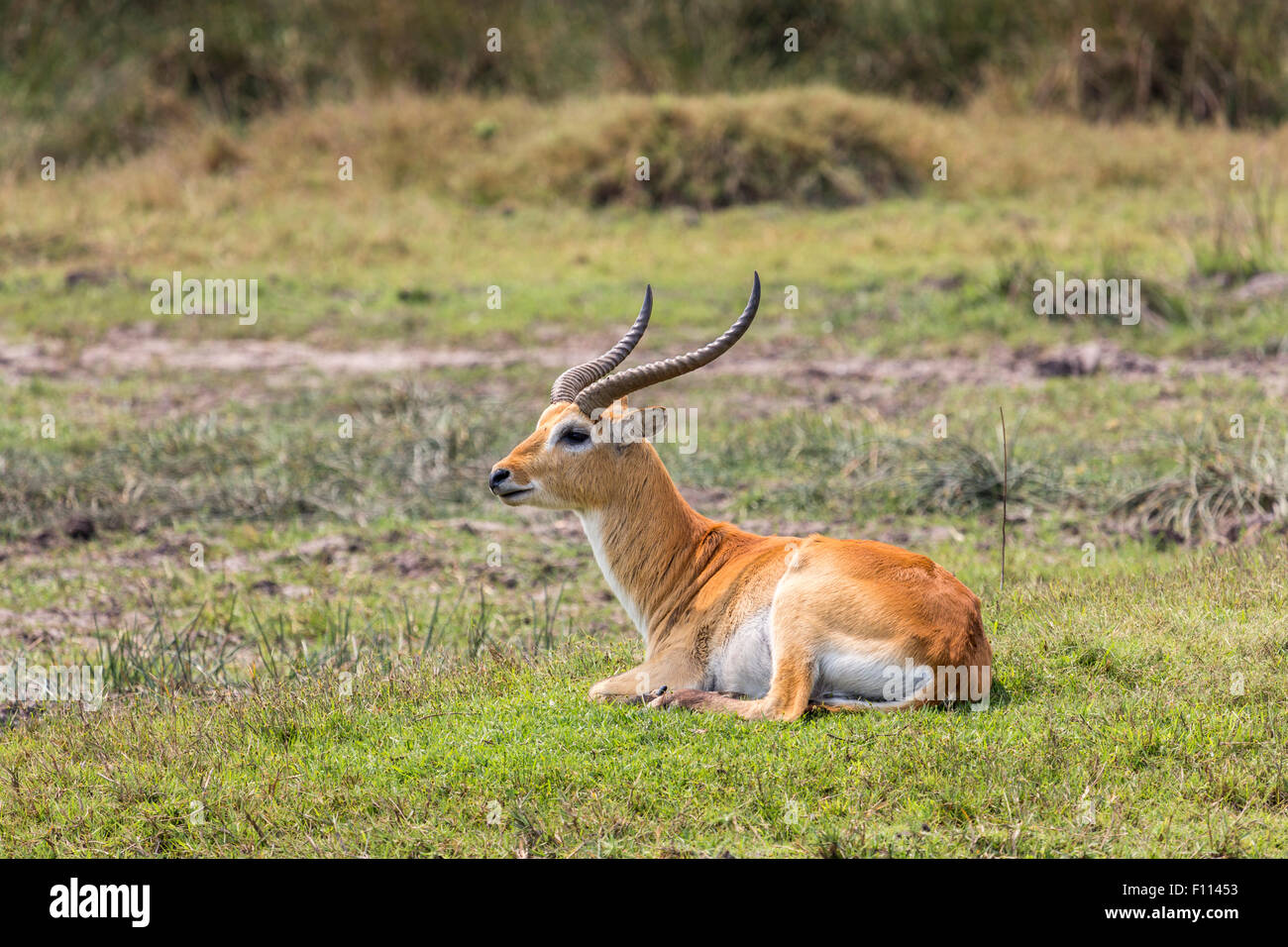 African wildlife: male red lechwe (Kobus leche) with horns in the ...