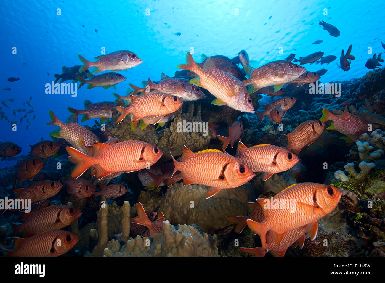 SCHOOL OF SOLDIERFISH SWIMMING FRONT OF CORAL REEF Stock Photo - Alamy