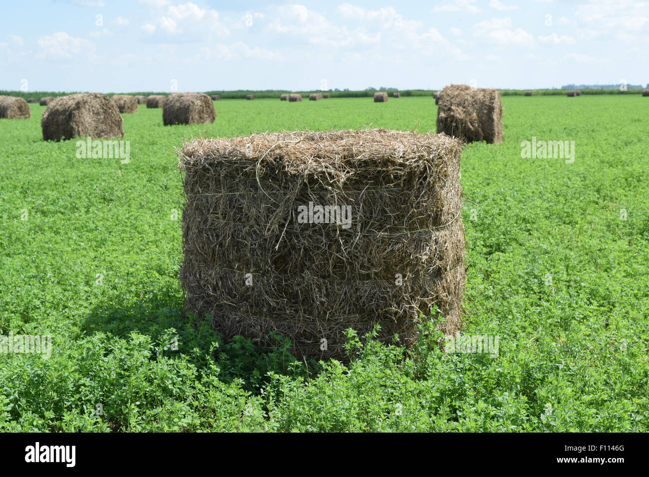 The Haystacks in the field. Summer haymaking Stock Photo - Alamy