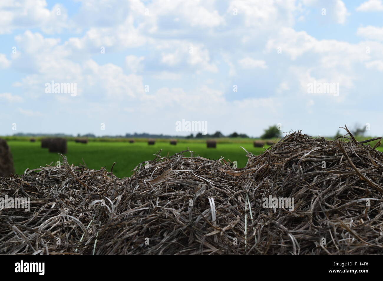 The Haystacks in the field. Summer haymaking Stock Photo - Alamy