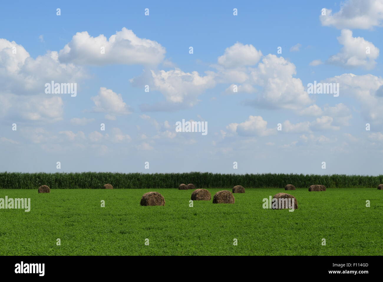 The Haystacks in the field. Summer haymaking Stock Photo - Alamy