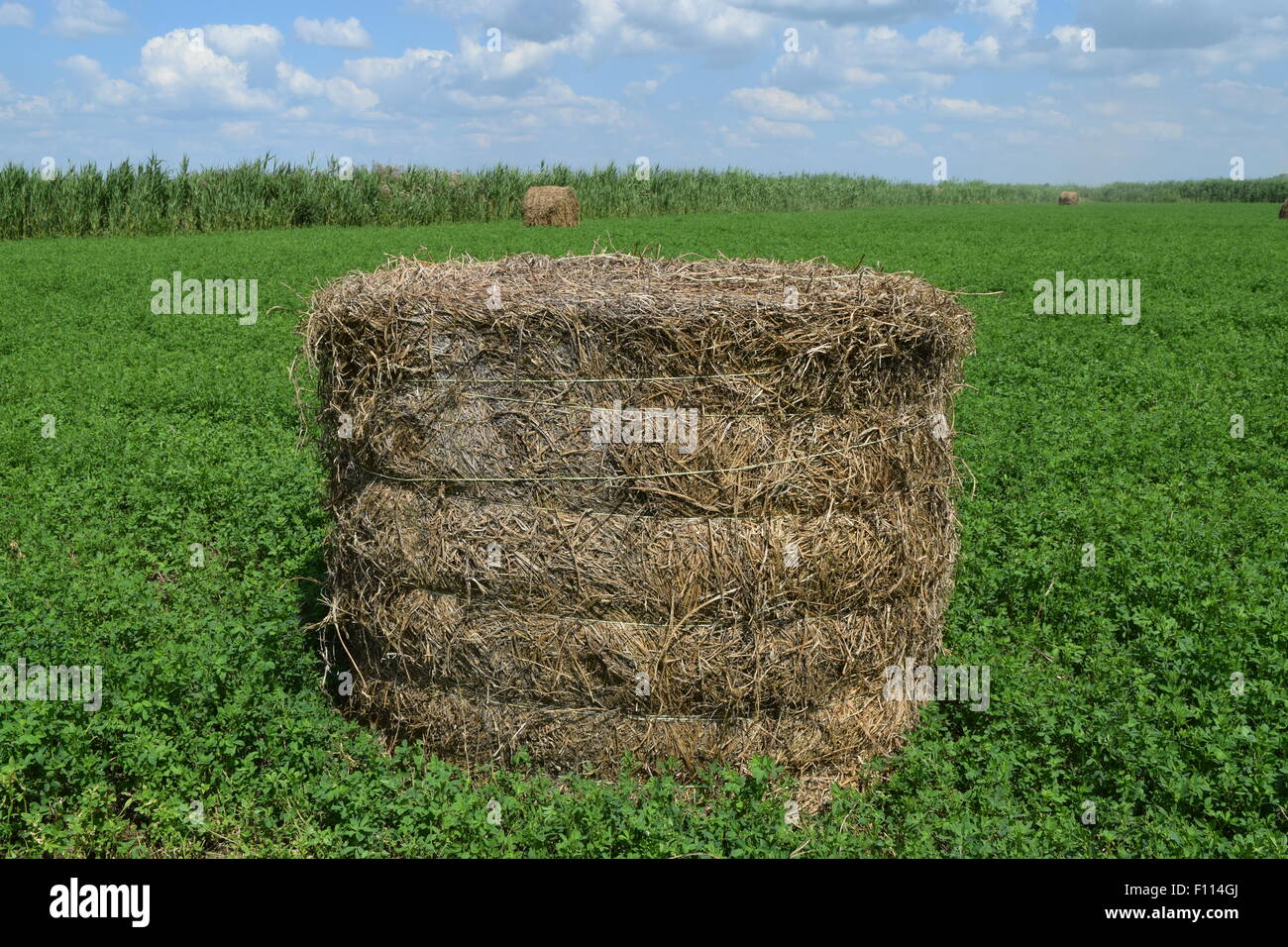The Haystacks in the field. Summer haymaking Stock Photo - Alamy