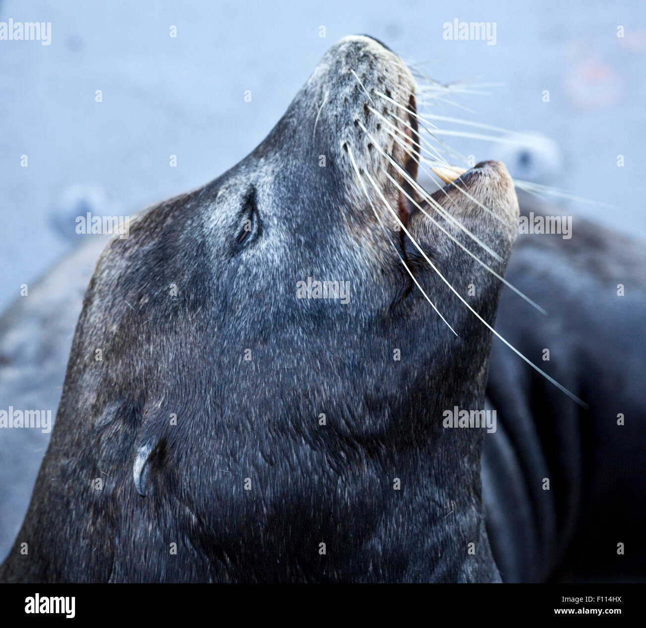 Ears seals hi-res stock photography and images - Alamy