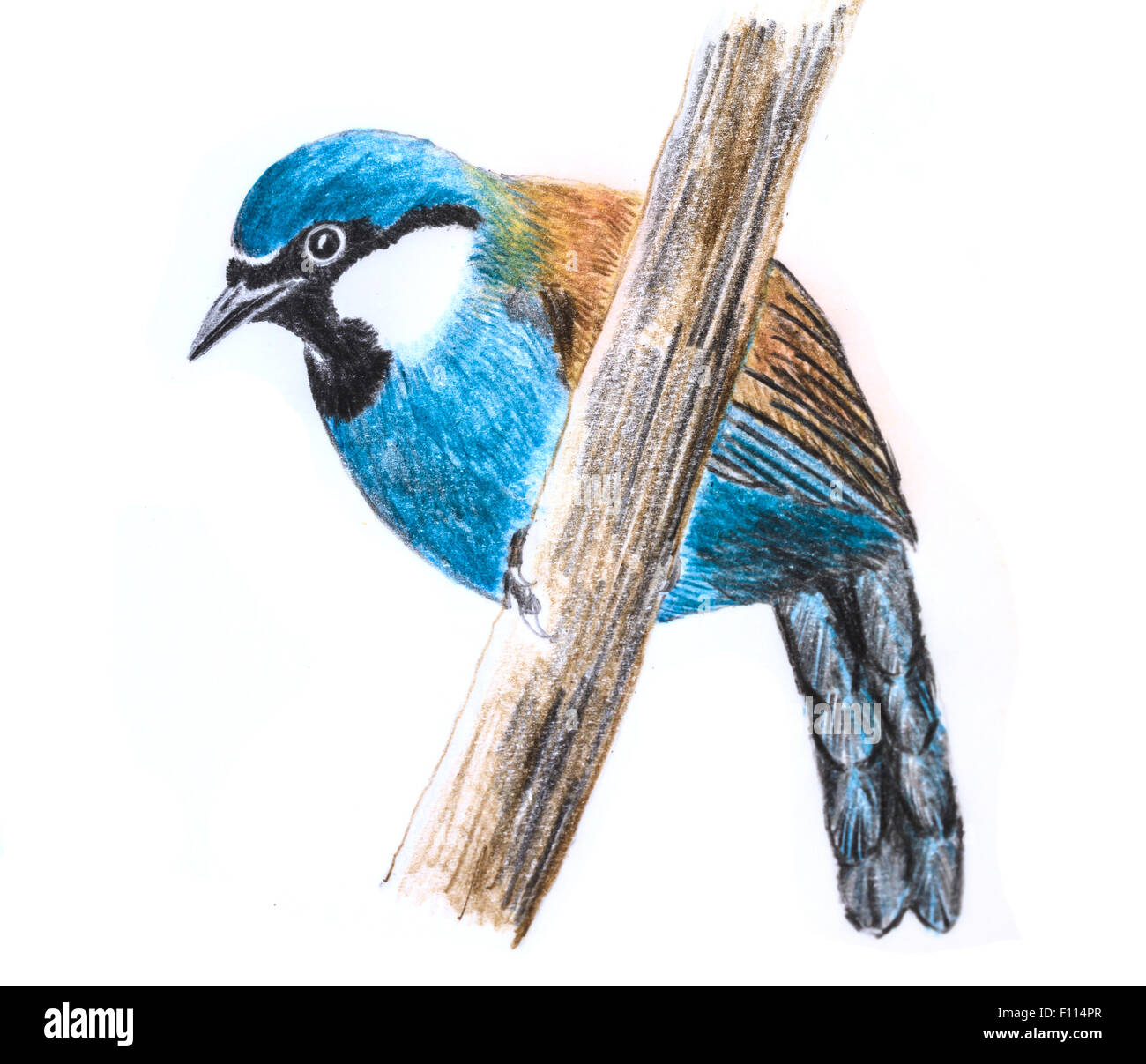 The original drawing of birds on white paper, Black-throated ...