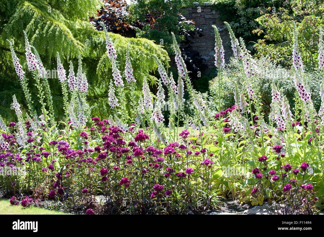 Flower display at Inverness Botanic Gardens (formerly Floral Hall), in ...