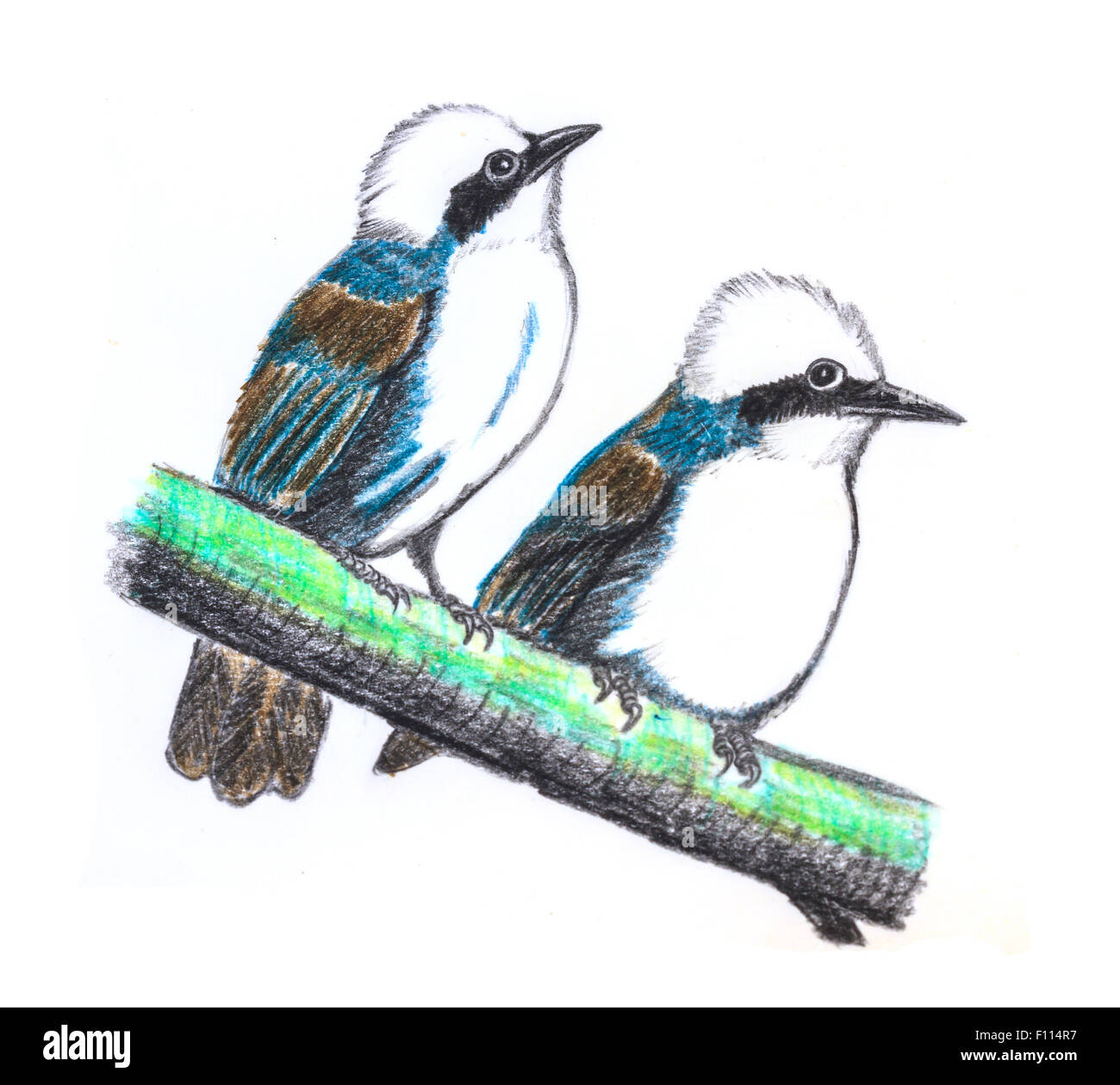 The original drawing of birds on white paper, White-crested ...