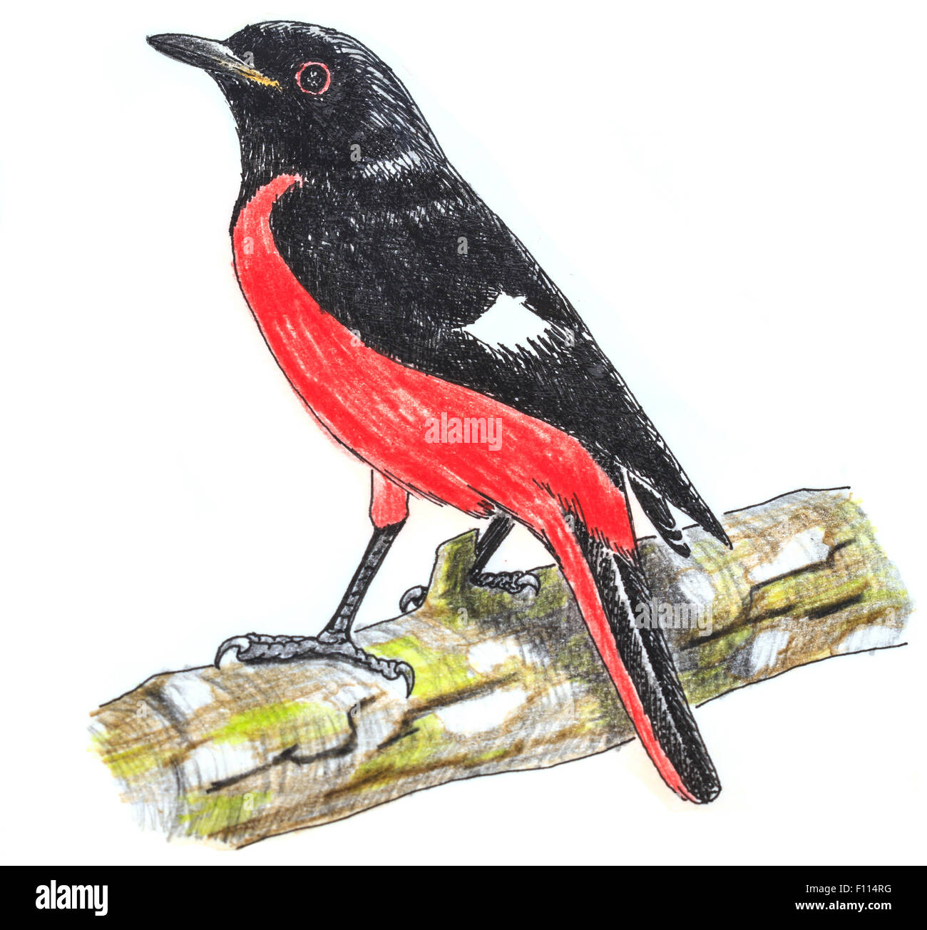 The original drawing of birds on white paper, Daurian redstart Stock ...