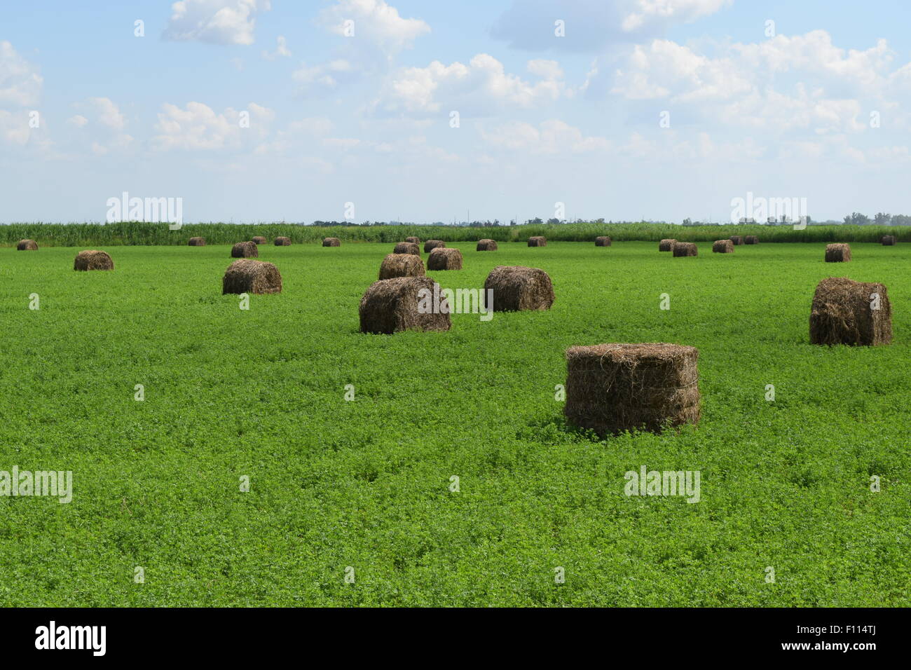 The Haystacks in the field. Summer haymaking Stock Photo - Alamy