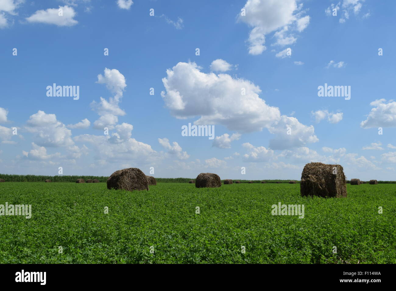 The Haystacks in the field. Summer haymaking Stock Photo - Alamy