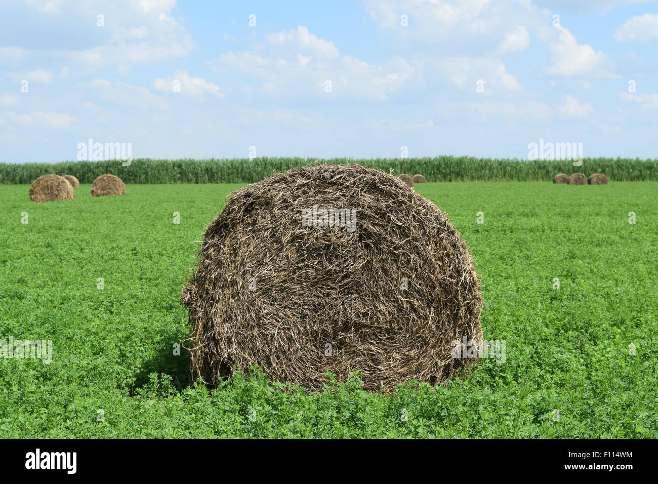 The Haystacks in the field. Summer haymaking Stock Photo - Alamy