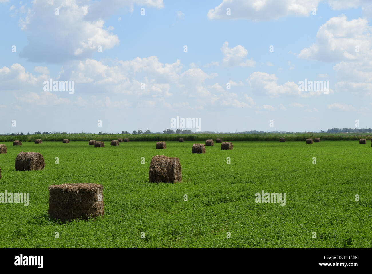 The Haystacks in the field. Summer haymaking Stock Photo - Alamy