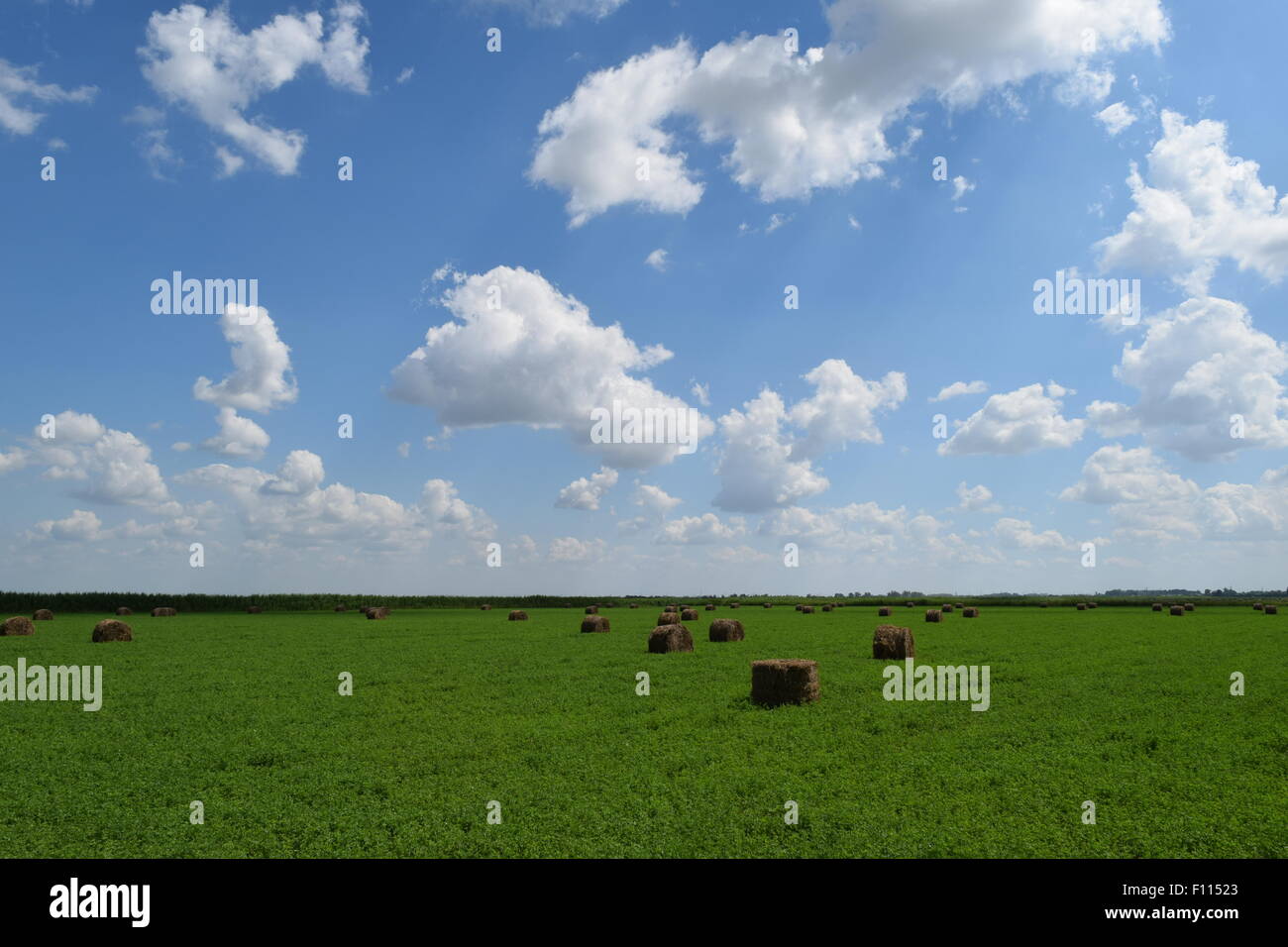 The Haystacks in the field. Summer haymaking Stock Photo - Alamy