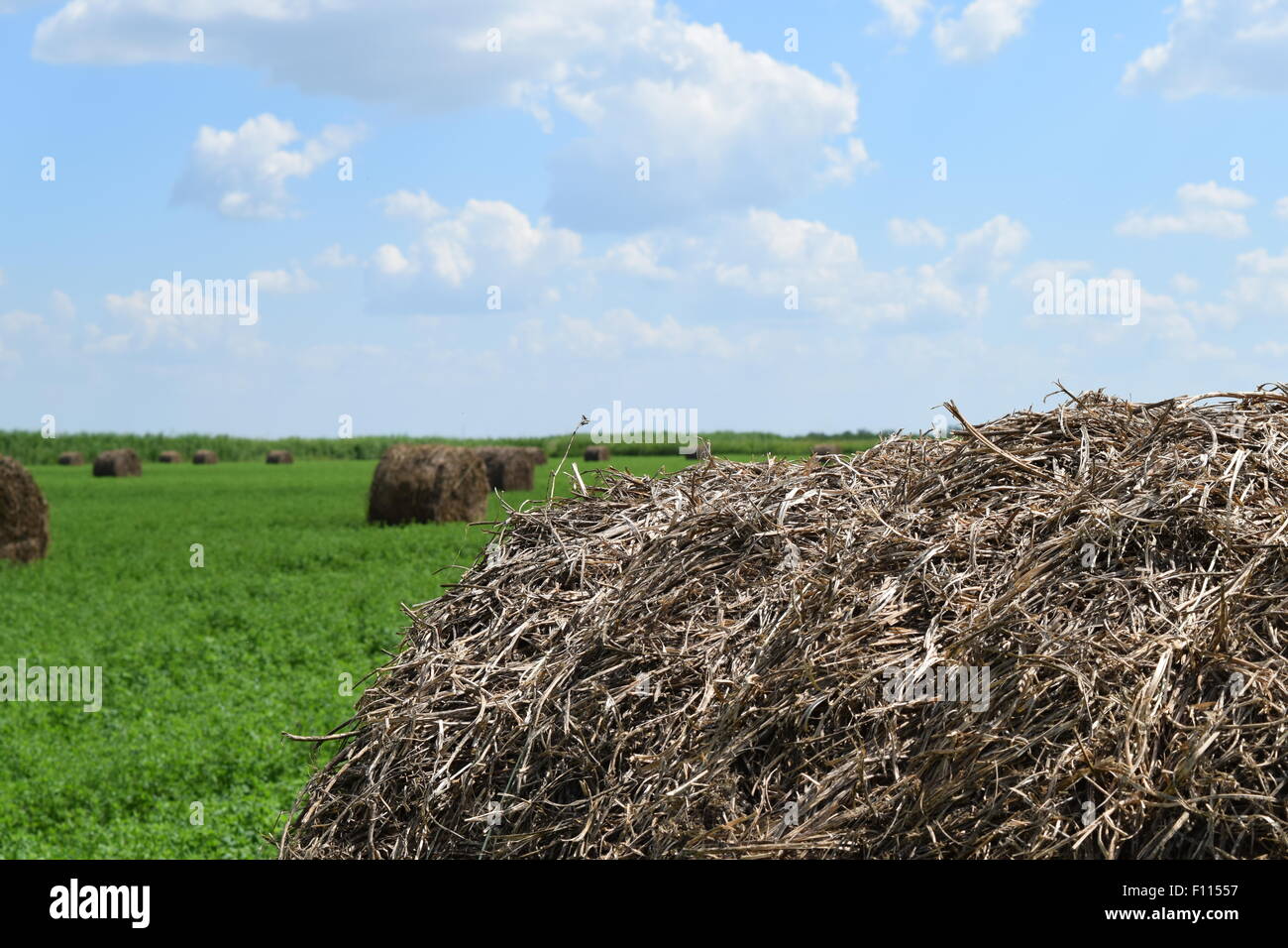 The Haystacks in the field. Summer haymaking Stock Photo - Alamy