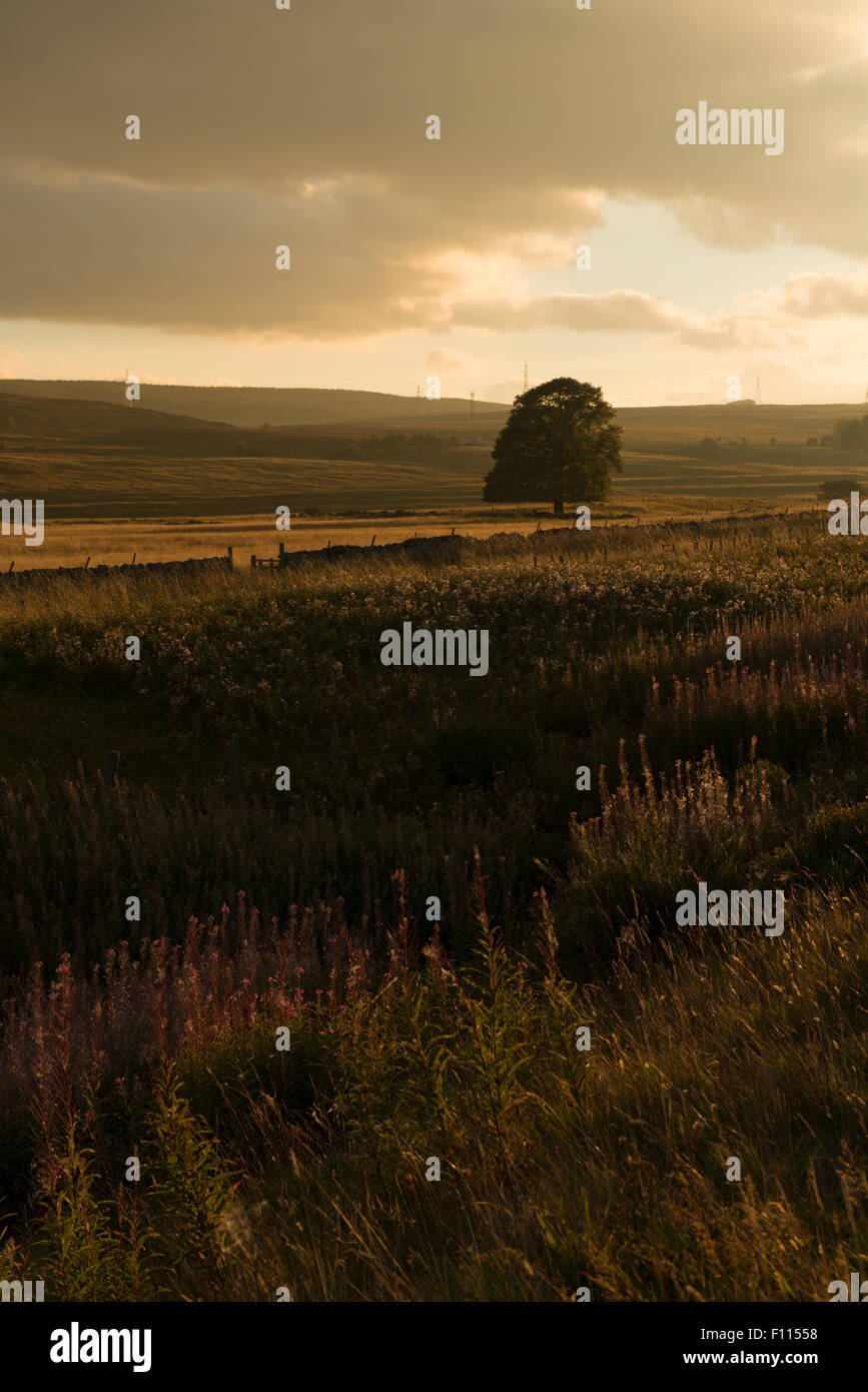 Open moorland to foothills hi-res stock photography and images - Alamy