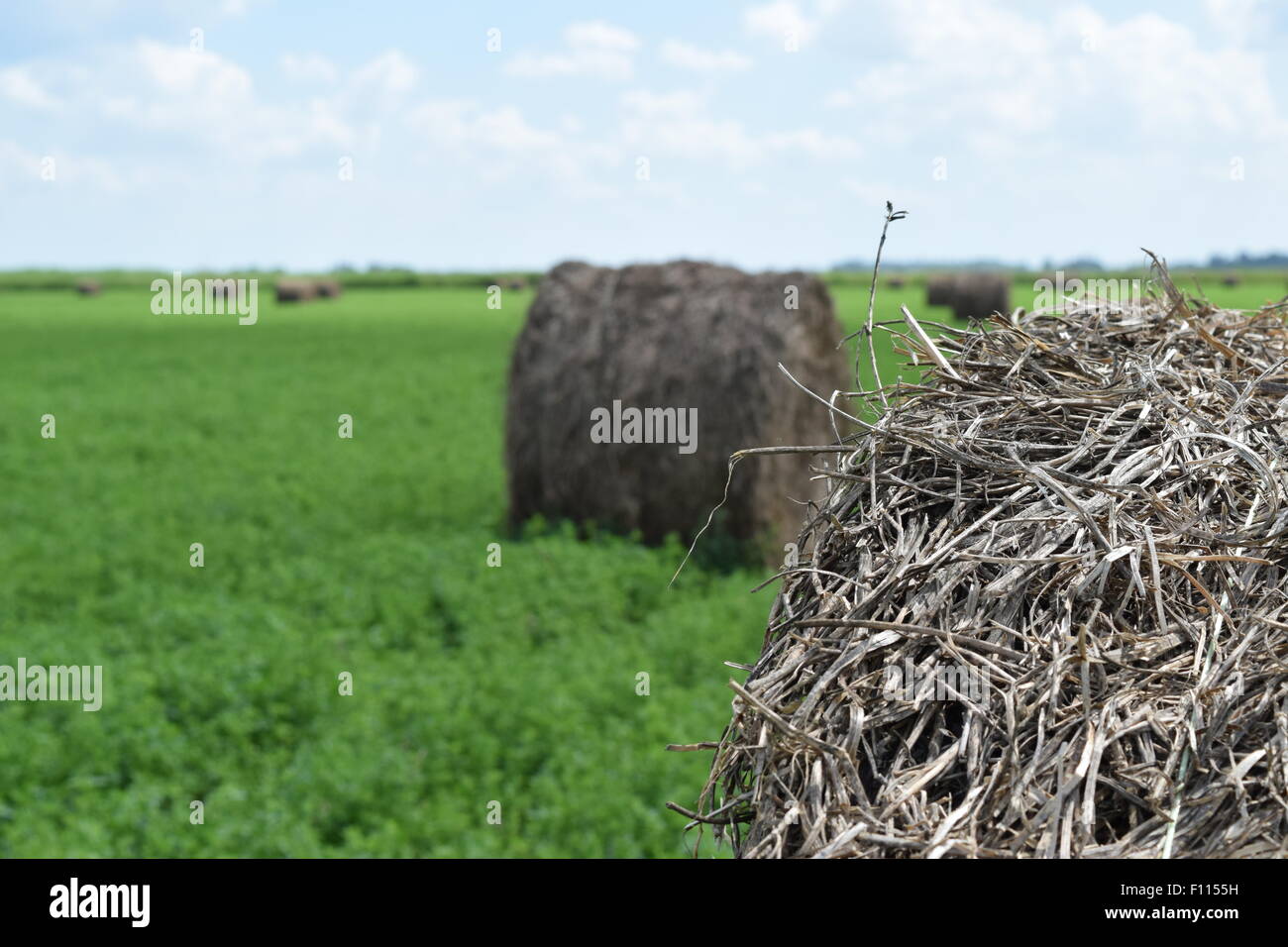 The Haystacks in the field. Summer haymaking Stock Photo - Alamy