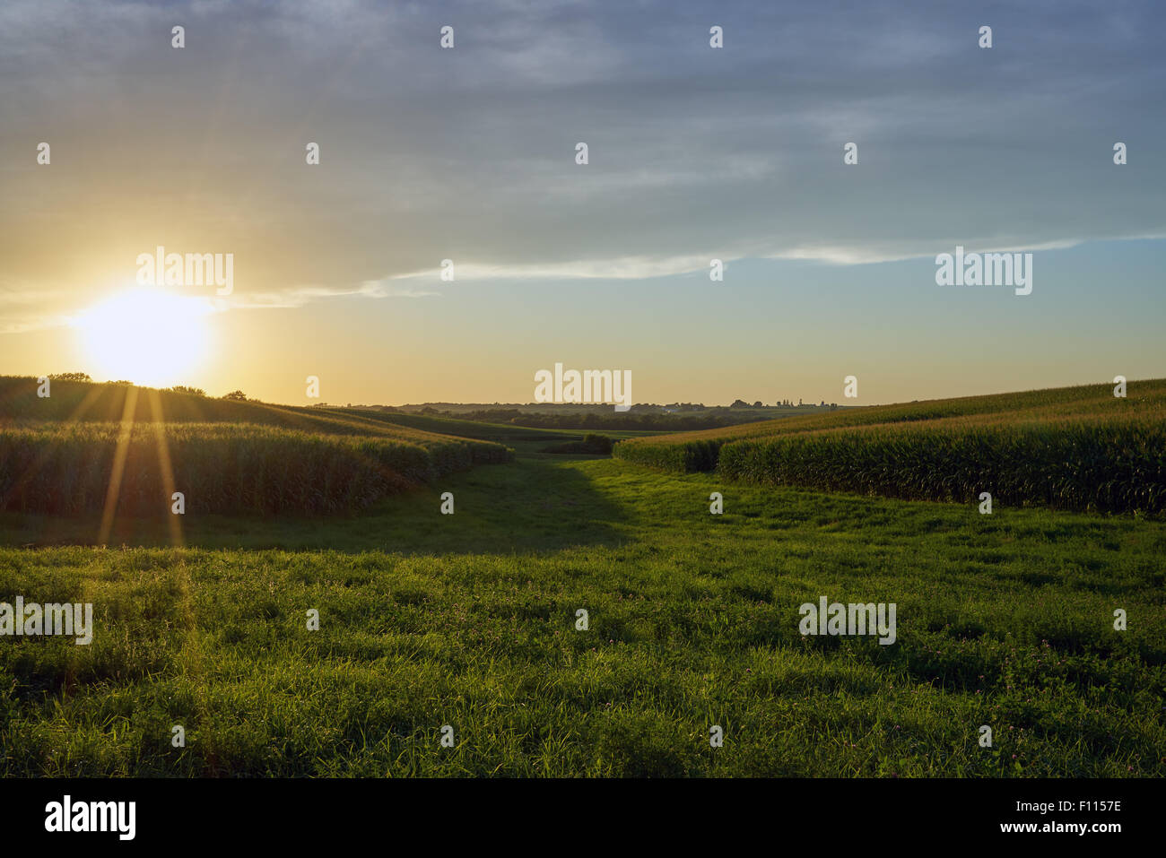 The sun sets over a corn field Stock Photo - Alamy