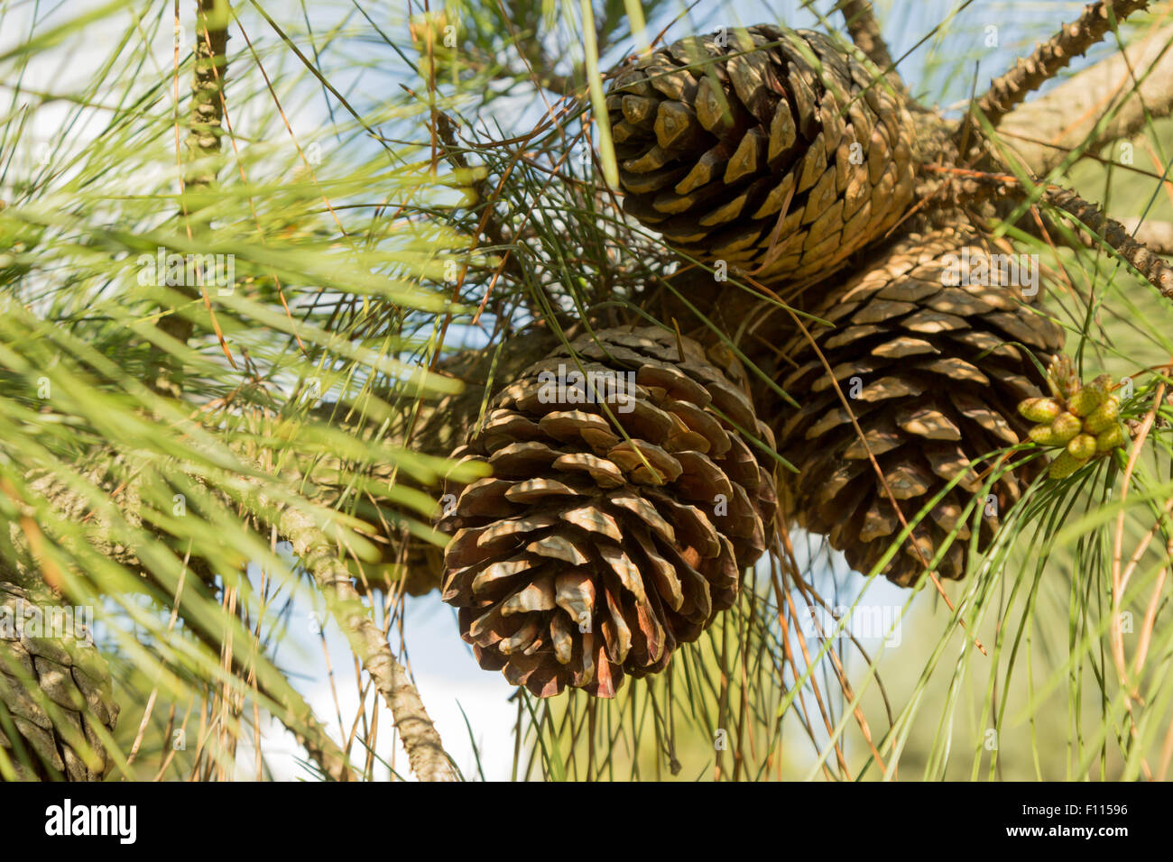 A close up of three pine cones growing on a pine tree Stock Photo - Alamy