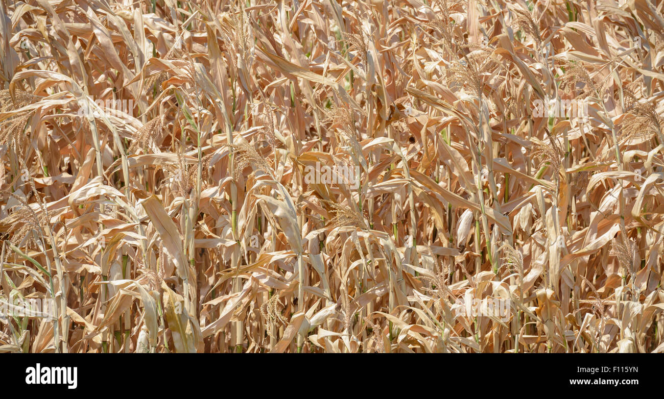 Golden colored cornfield of thick-set of ripe corn plants as natural ...