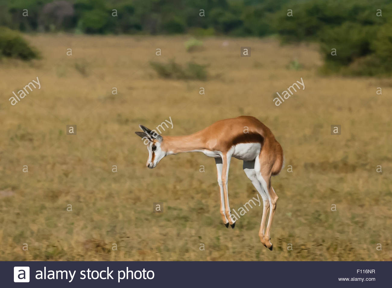 Springbok Jumping Stock Photos & Springbok Jumping Stock Images - Alamy