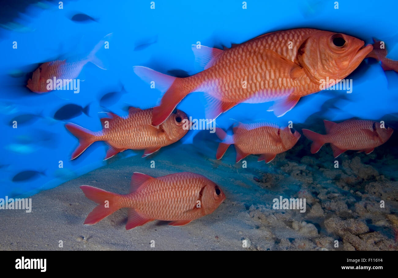 SOLDIERFISH SWIMMNG FAST IN UNDERWATER CAVE Stock Photo - Alamy