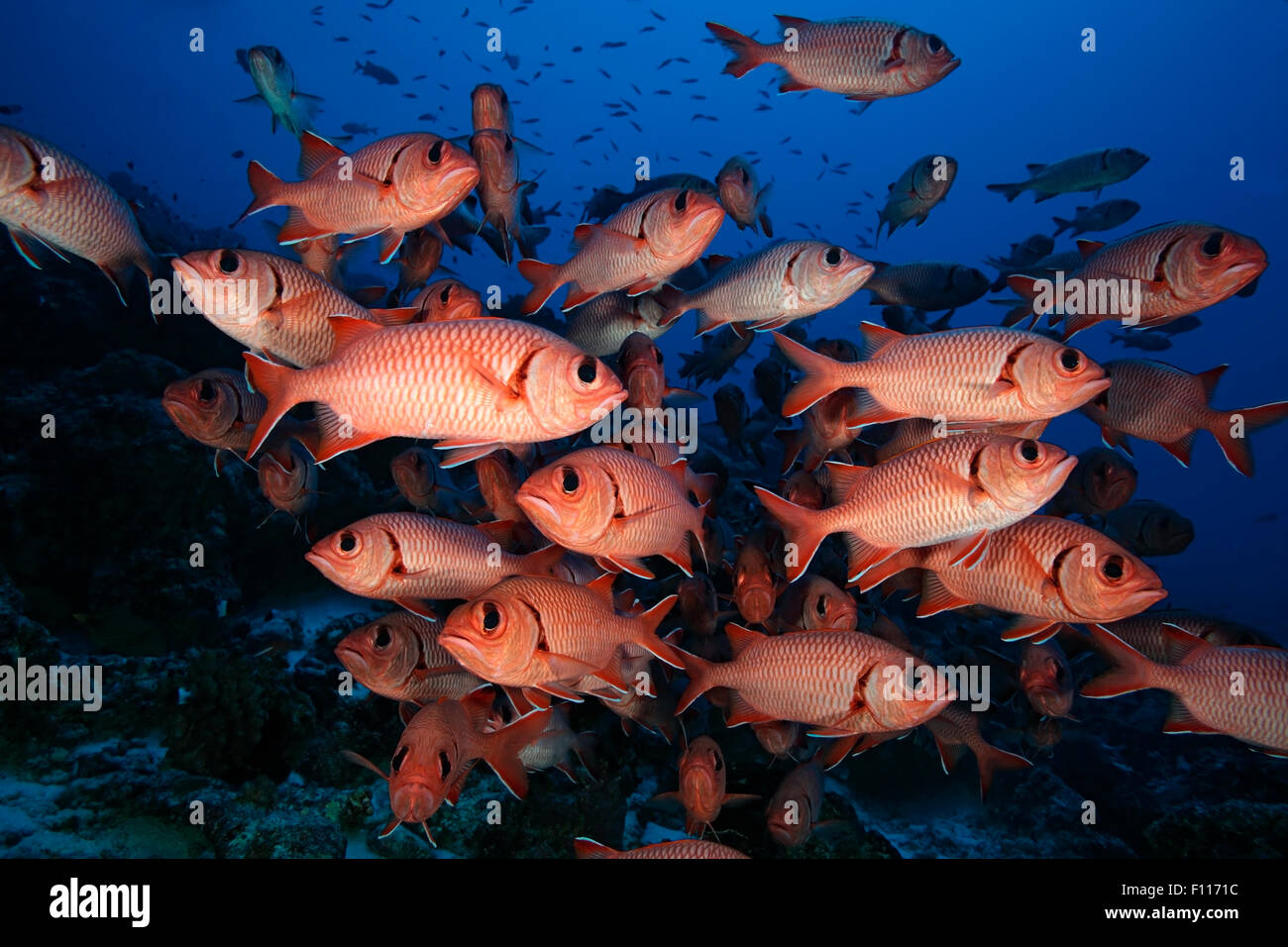 SCHOOL OF SOLDIERFISH SWIMMING IN CORAL REEF CLEAR WATER Stock Photo ...