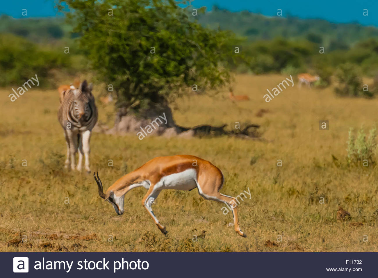 Springbok Jumping Stock Photos & Springbok Jumping Stock Images - Alamy