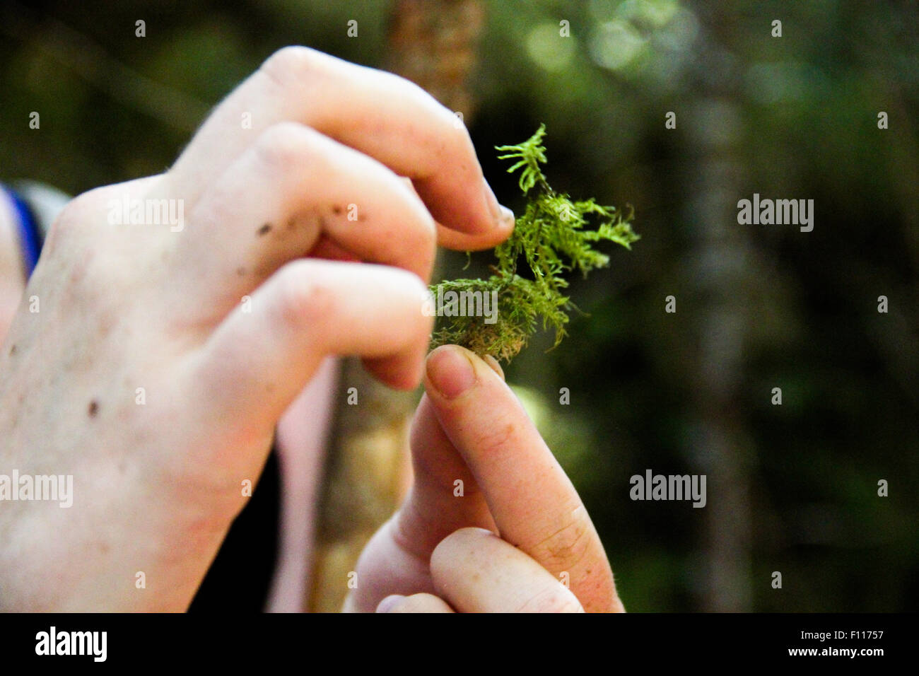 Hand moss hi-res stock photography and images - Alamy