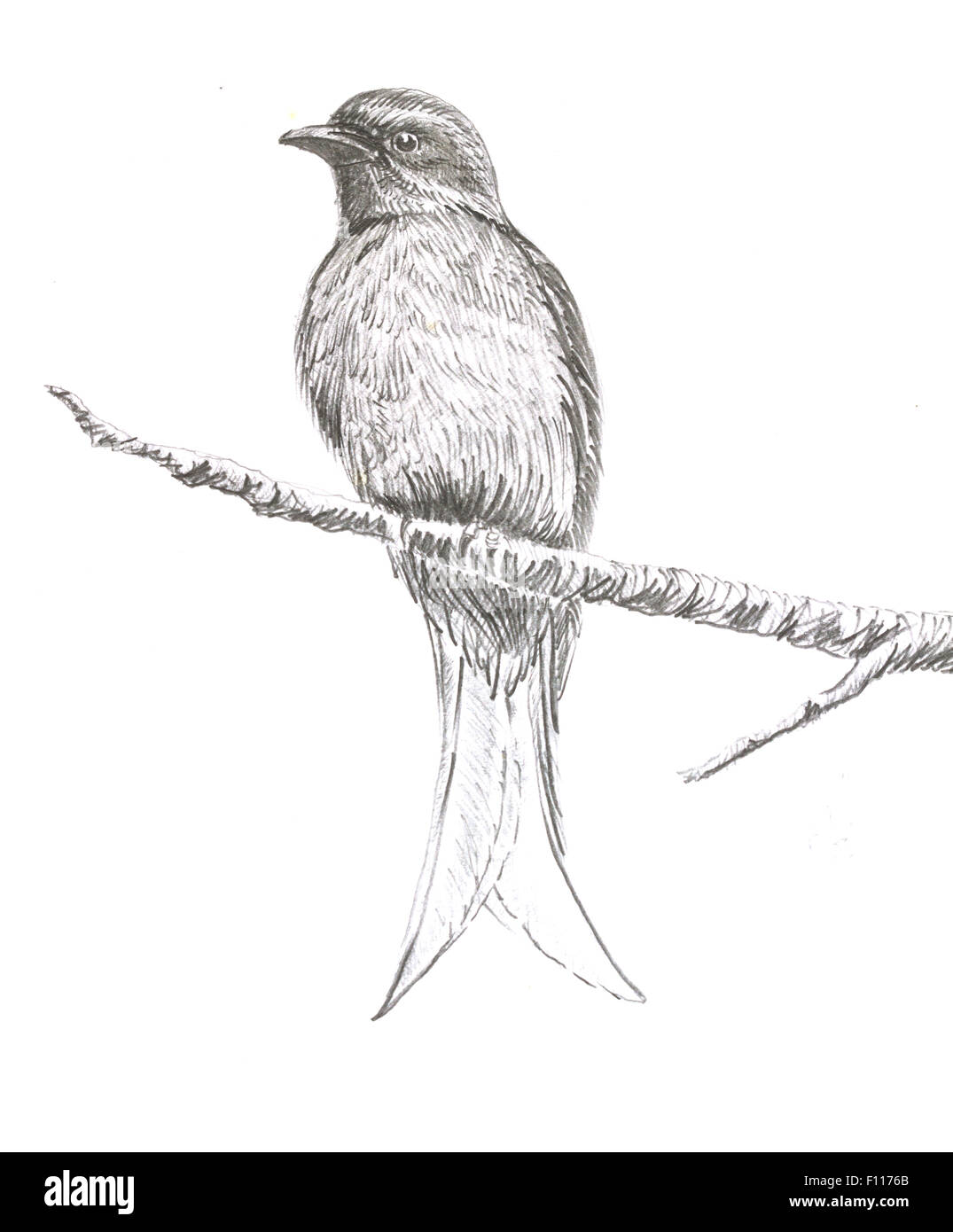 Black white sketch drawing Cut Out Stock Images & Pictures - Alamy