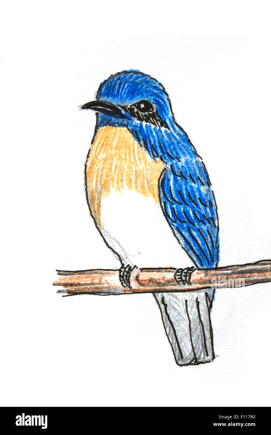 The original drawing of birds on white paper,Blue-throated Flycatcher ...