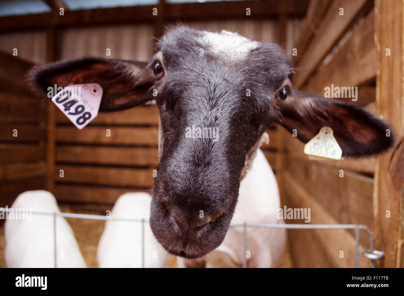 Crazy sheep in a stall at a county fair livestock show Stock Photo - Alamy