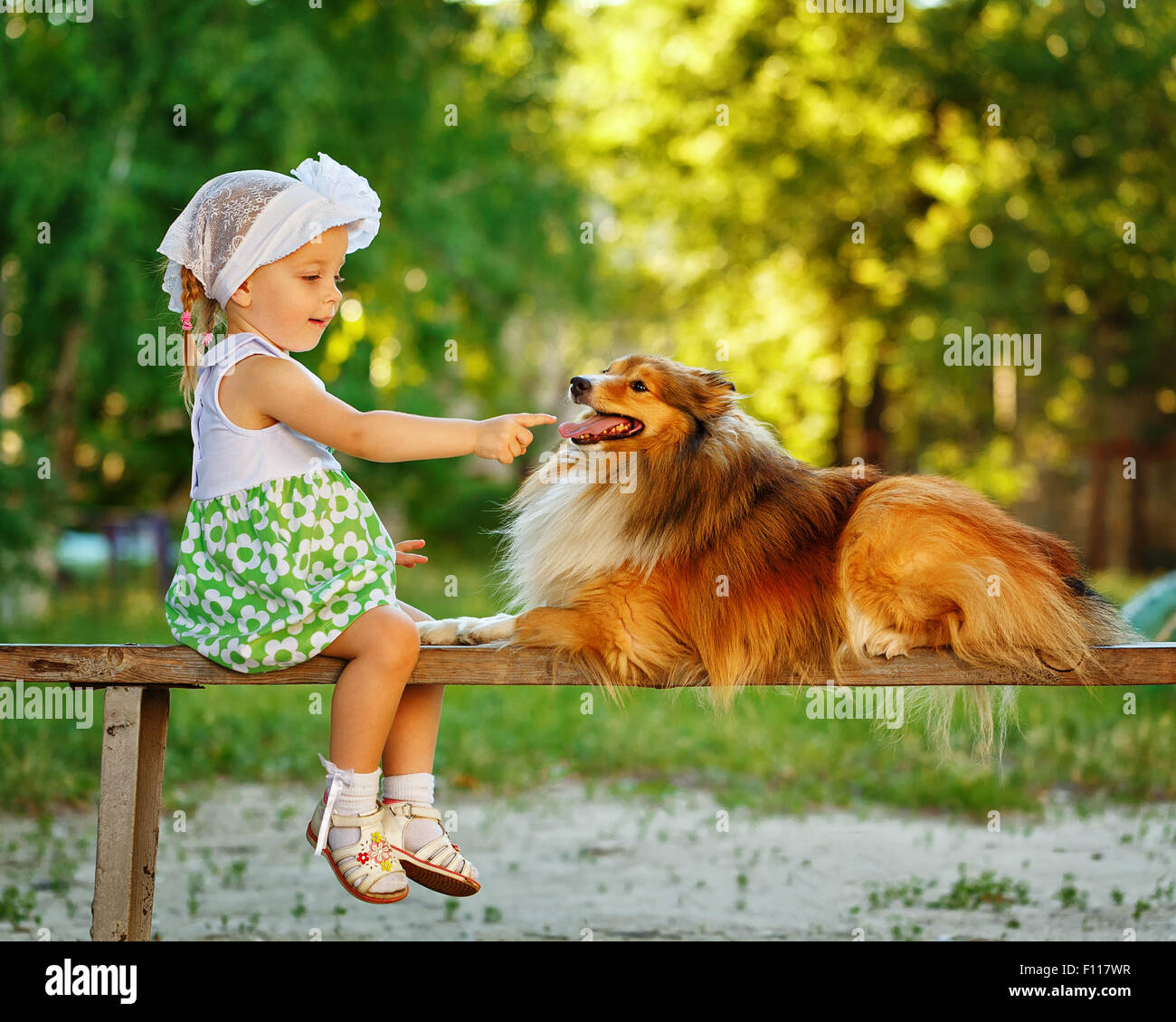 Sheltie teeth hi-res stock photography and images - Alamy