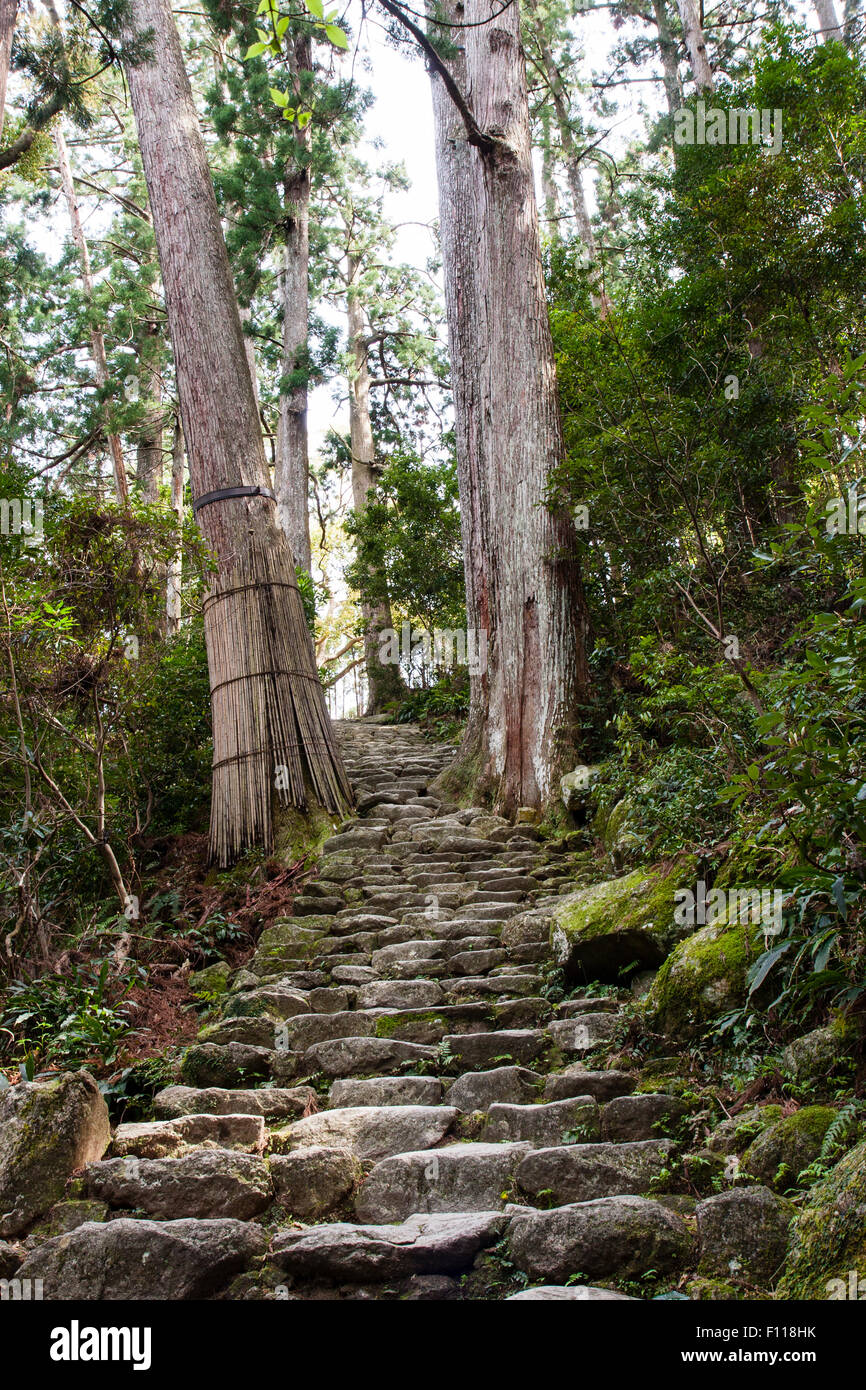 Japan, Nachikatsuura. Old rough stone steps leading between very tall ...