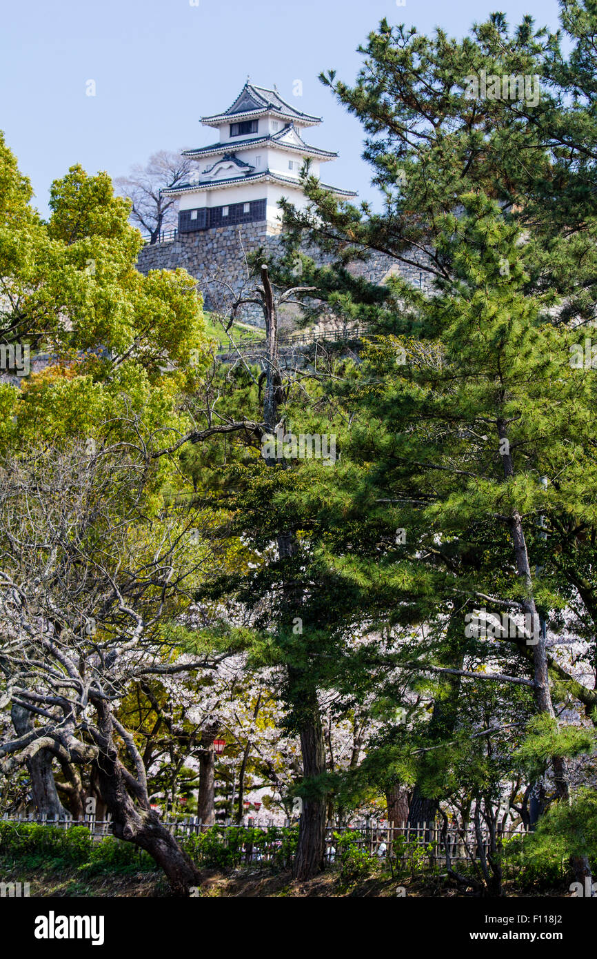 Marugame castle in Japan. Tall green trees in front with sunlit cherry ...