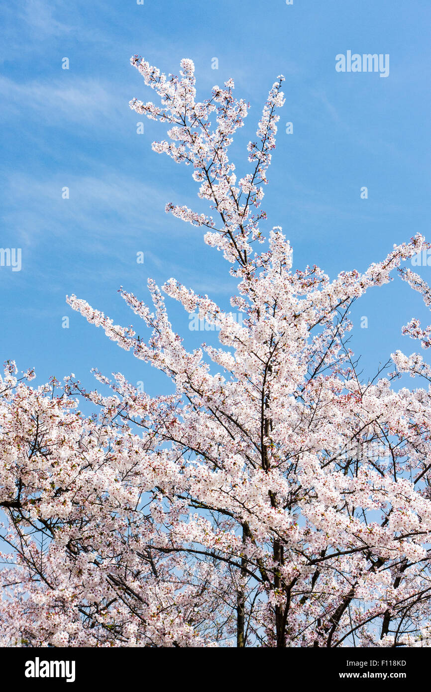 Japanese pink white cherry blossoms, sakura, in full bloom against back ...