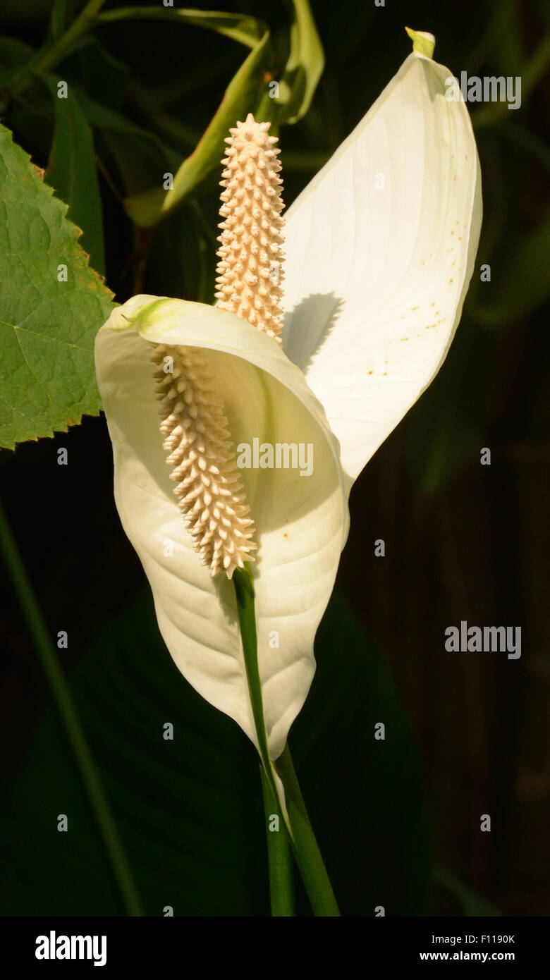 Peace lily flower hi-res stock photography and images - Alamy