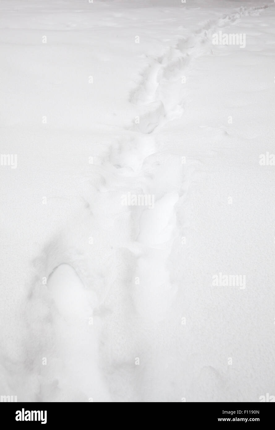 Footprints on the fresh snow Stock Photo - Alamy