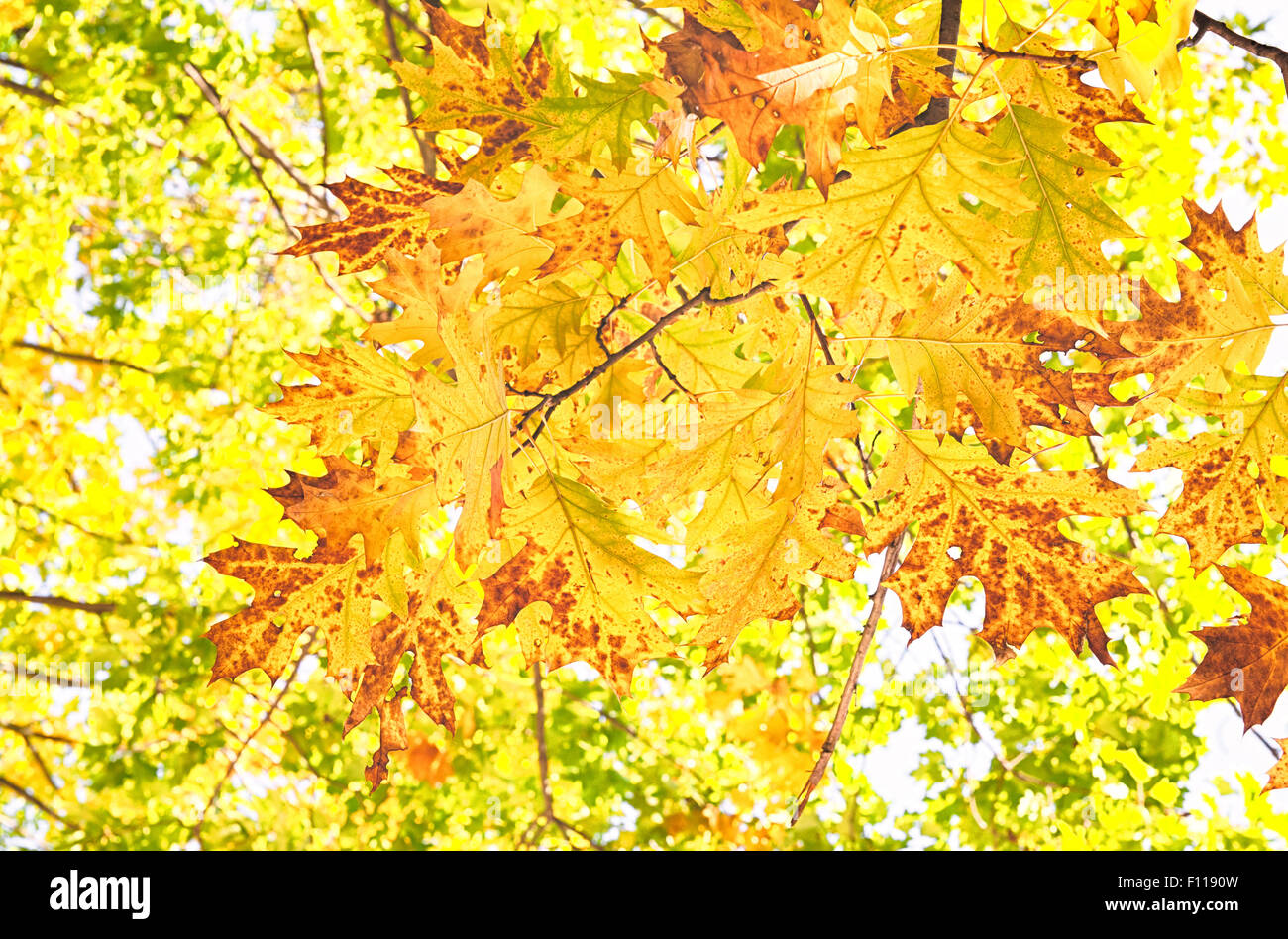 Multiple red autumn maple hi-res stock photography and images - Alamy