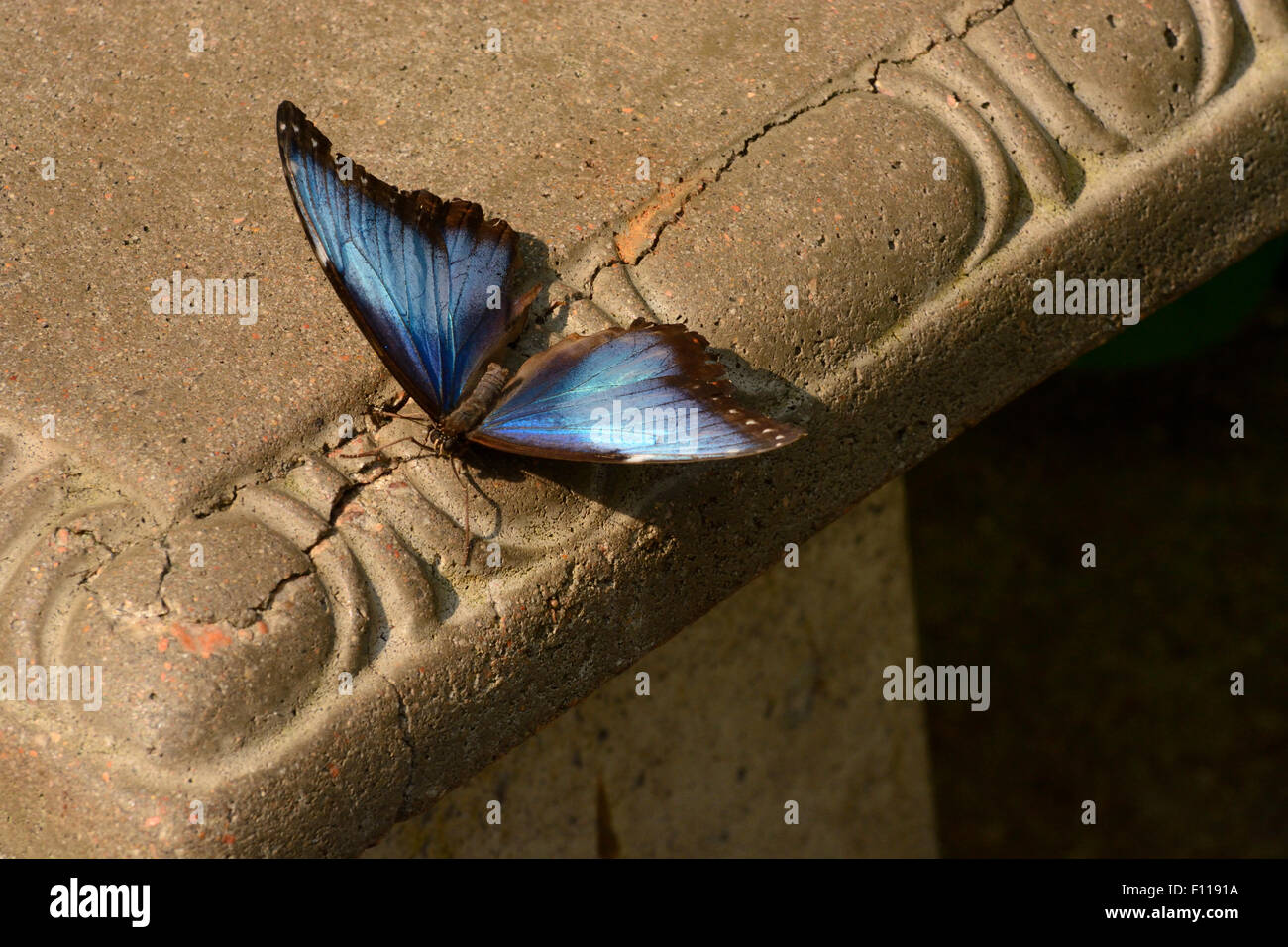 Blue Morpho Butterfly (Morpho peleides) resting on concrete bench at ...