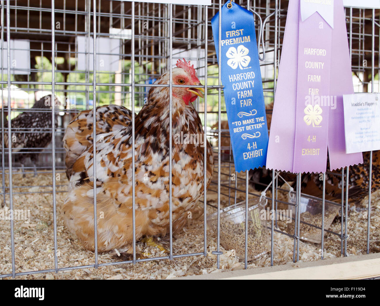 Surprised Maddies Flapper chicken wins first prize at county fair Stock ...